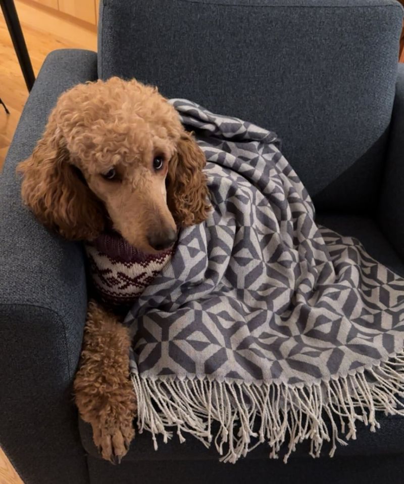 Our dog: Kento | Kim Grytøyr